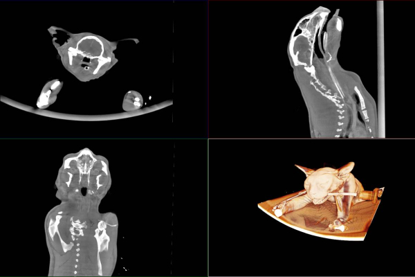 Homepage - JPI Animal Health